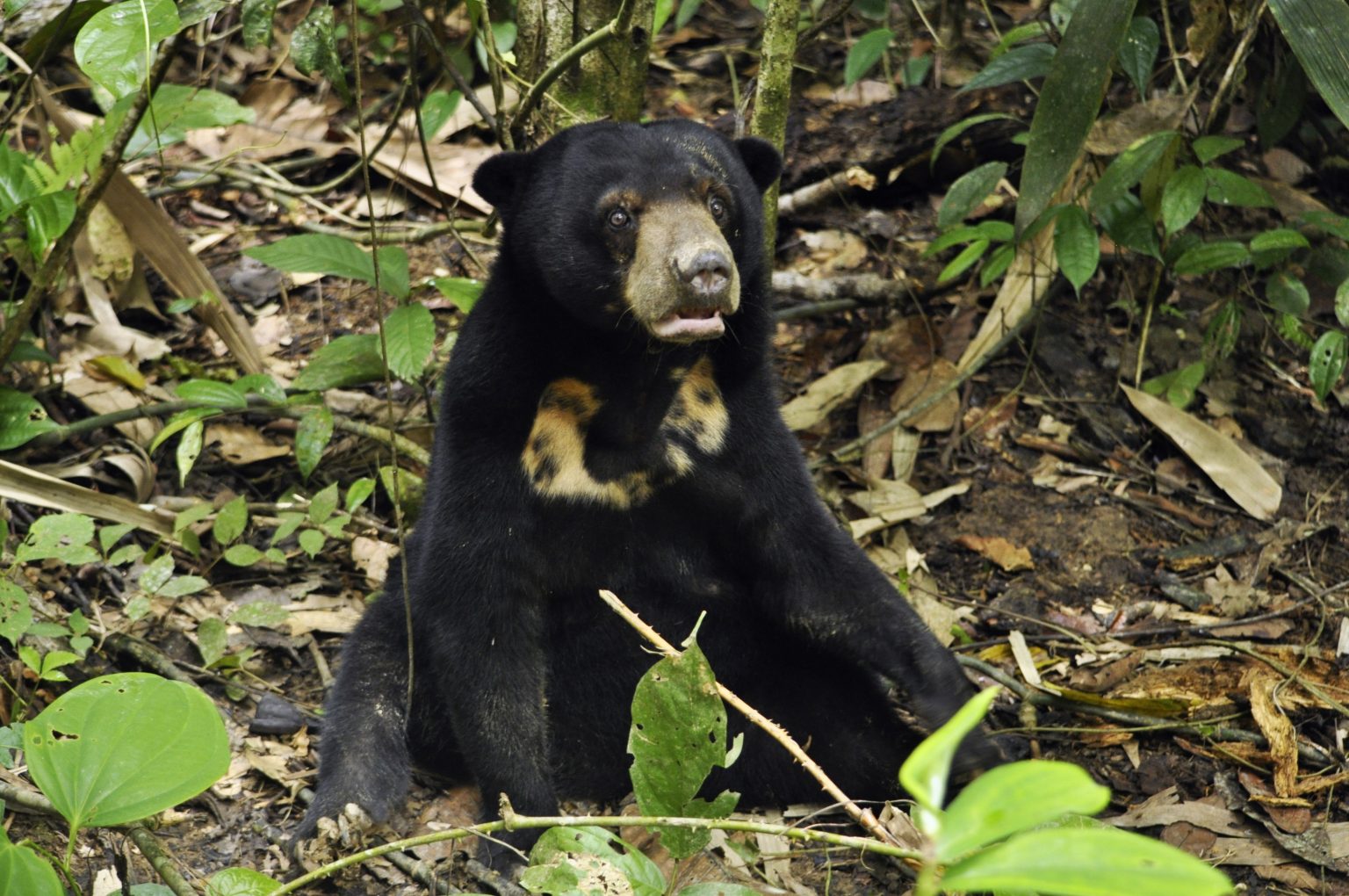 Sun Bear, Labuk Bay & Proboscis Monkeys (Sepilok) - Sabah Holidays